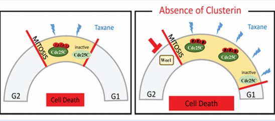 Clusterin knockdown sensitizes prostate cancer cells to therapies by ...