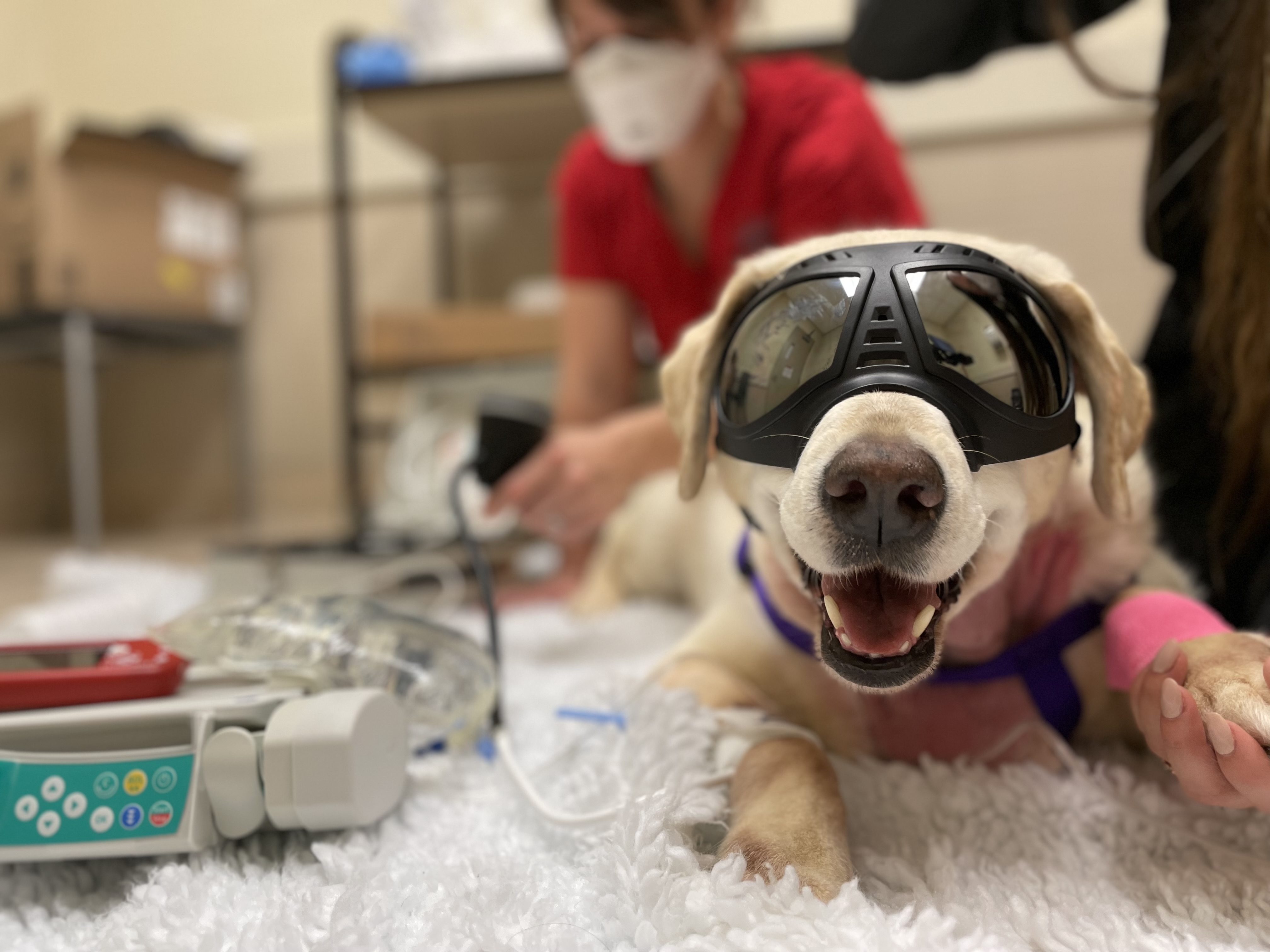 New clinical trial in dogs seeks to test innovative “seek and destroy ...